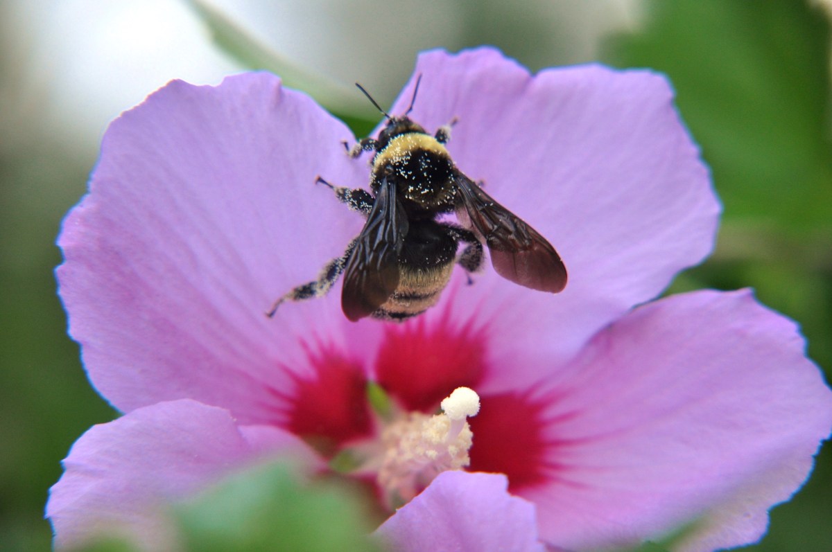 “lyk a bisy bee” – After Eden