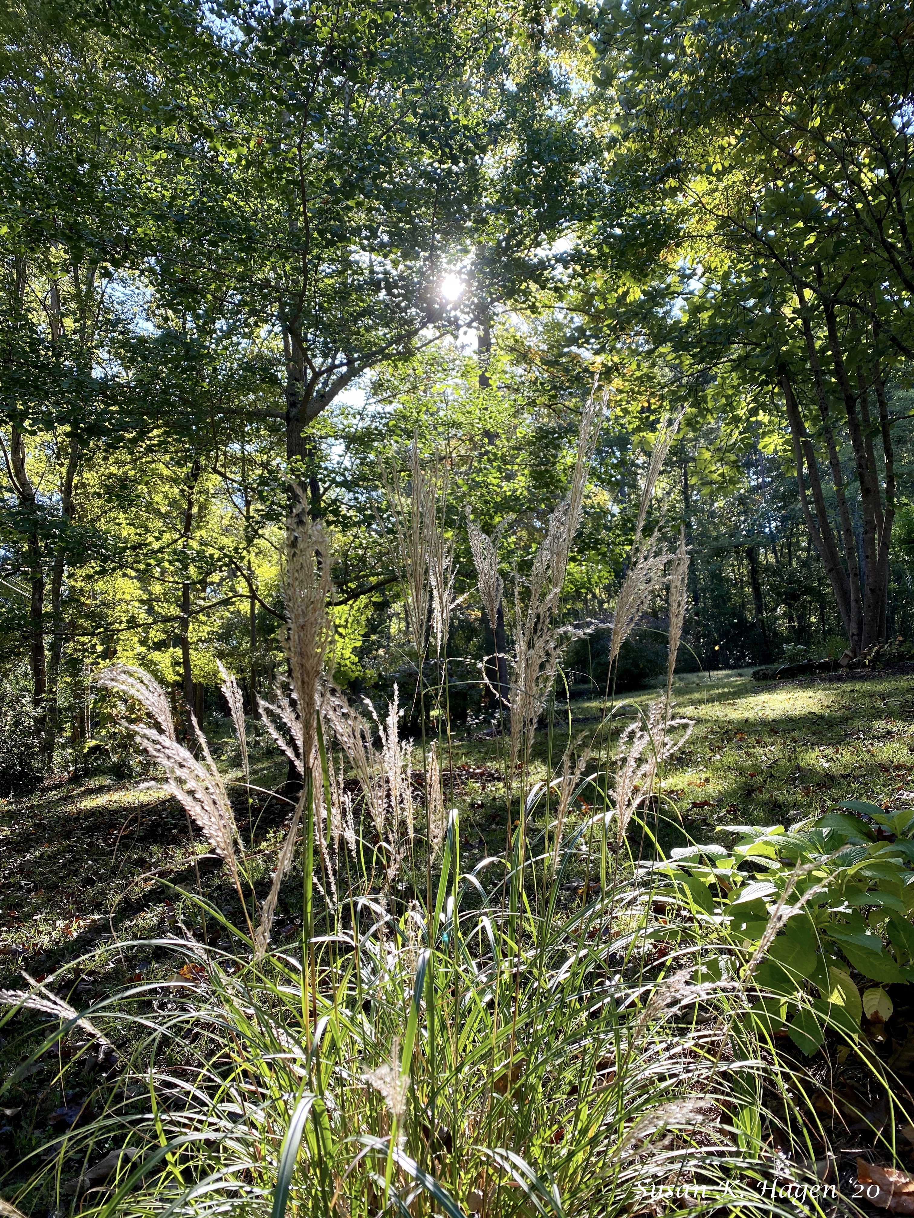 Wordless Wednesday, 7 October 2020 – After Eden