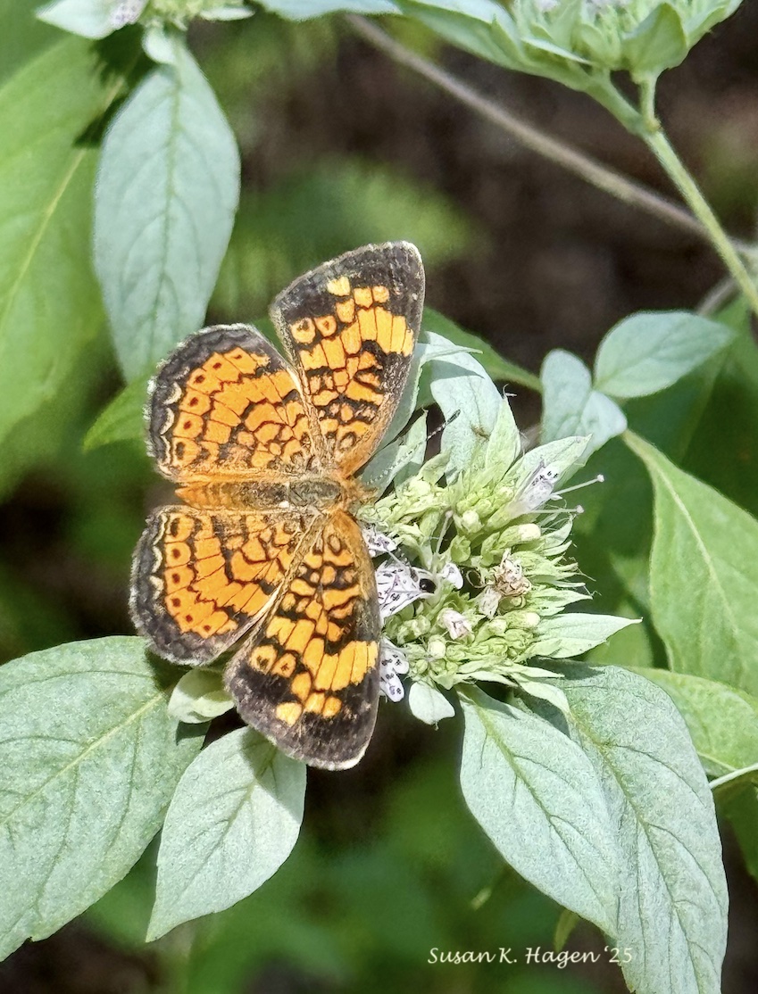 (almost) Wordless Wednesday, 13 August 2025 – After Eden