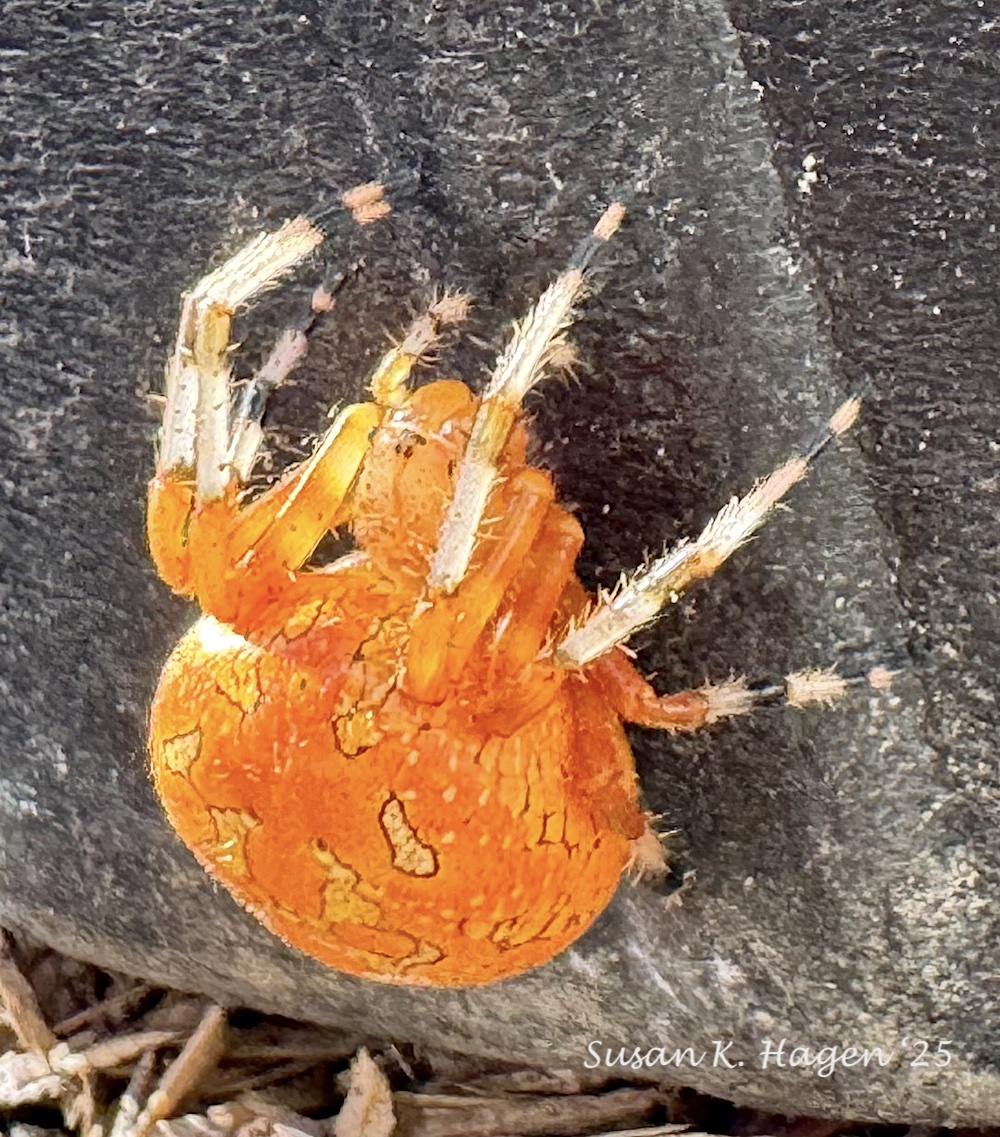 (almost) Wordless Wednesday, 12 November 2025 – After Eden